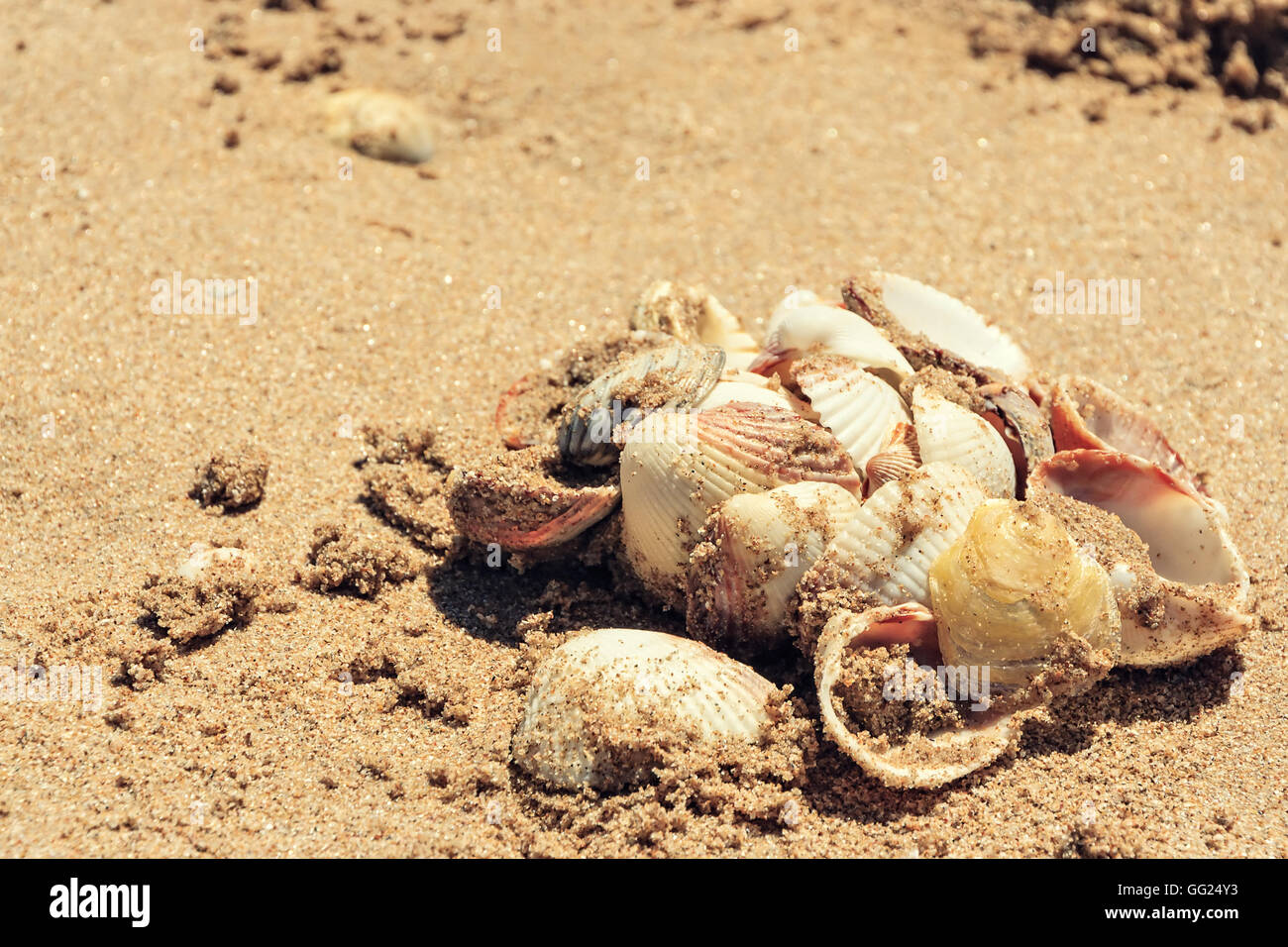 Lots Of Shells High Resolution Stock Photography and Images - Alamy
