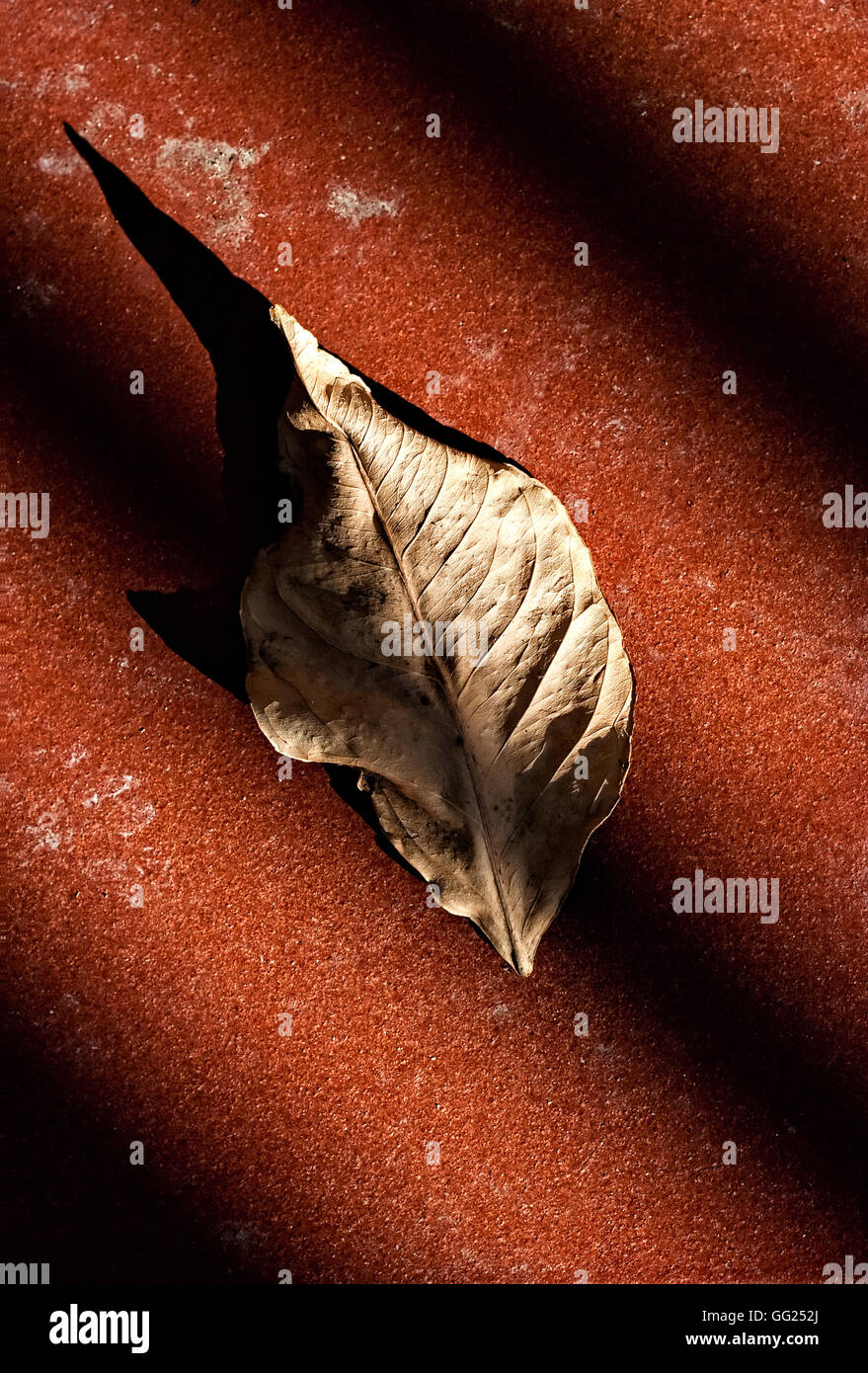 Brown and red leaf hi-res stock photography and images - Alamy