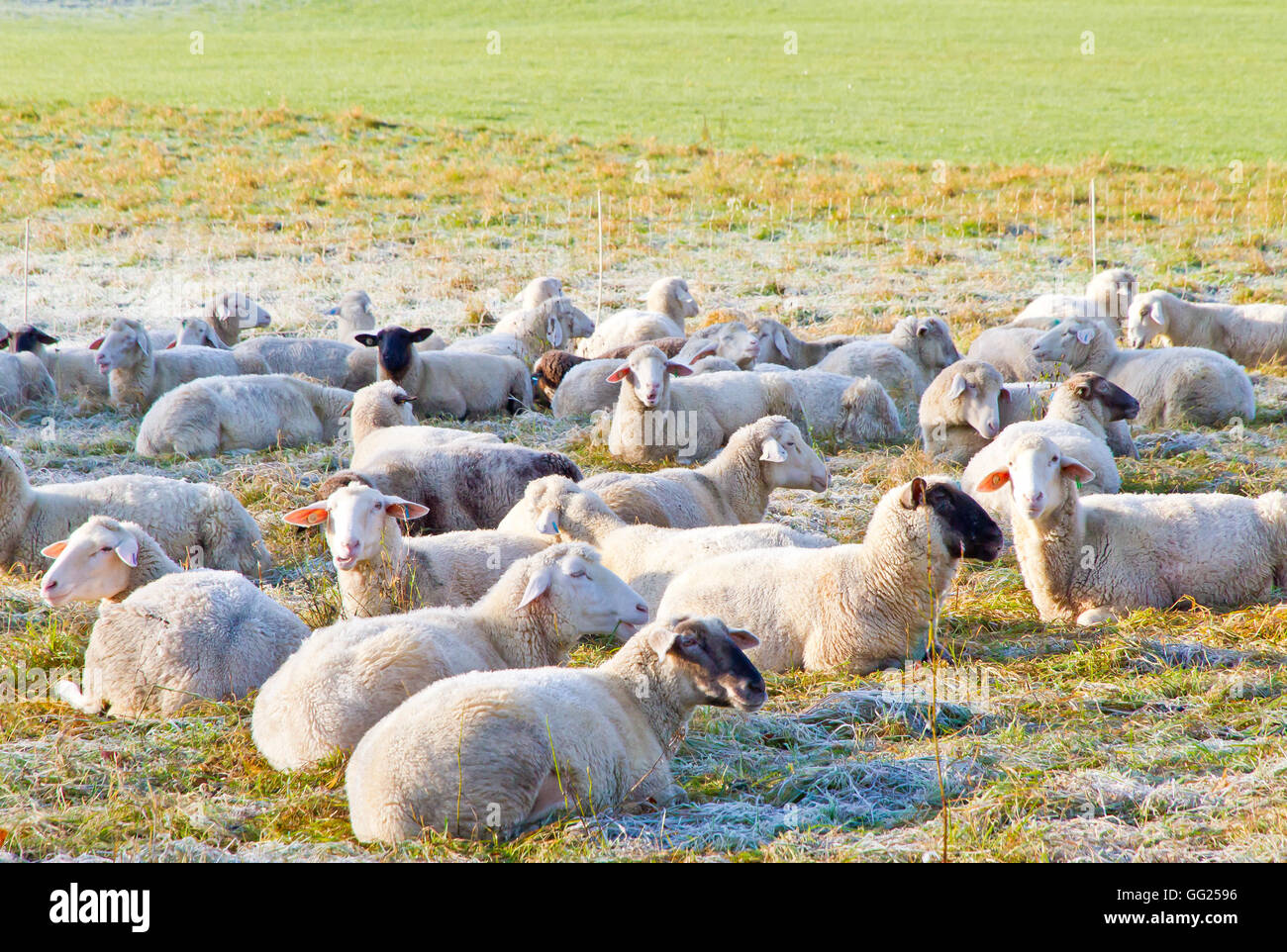 Autumn forest meadow grazing sheep hi-res stock photography and images ...