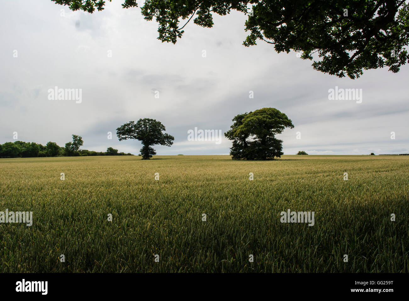 Field with trees Stock Photo - Alamy
