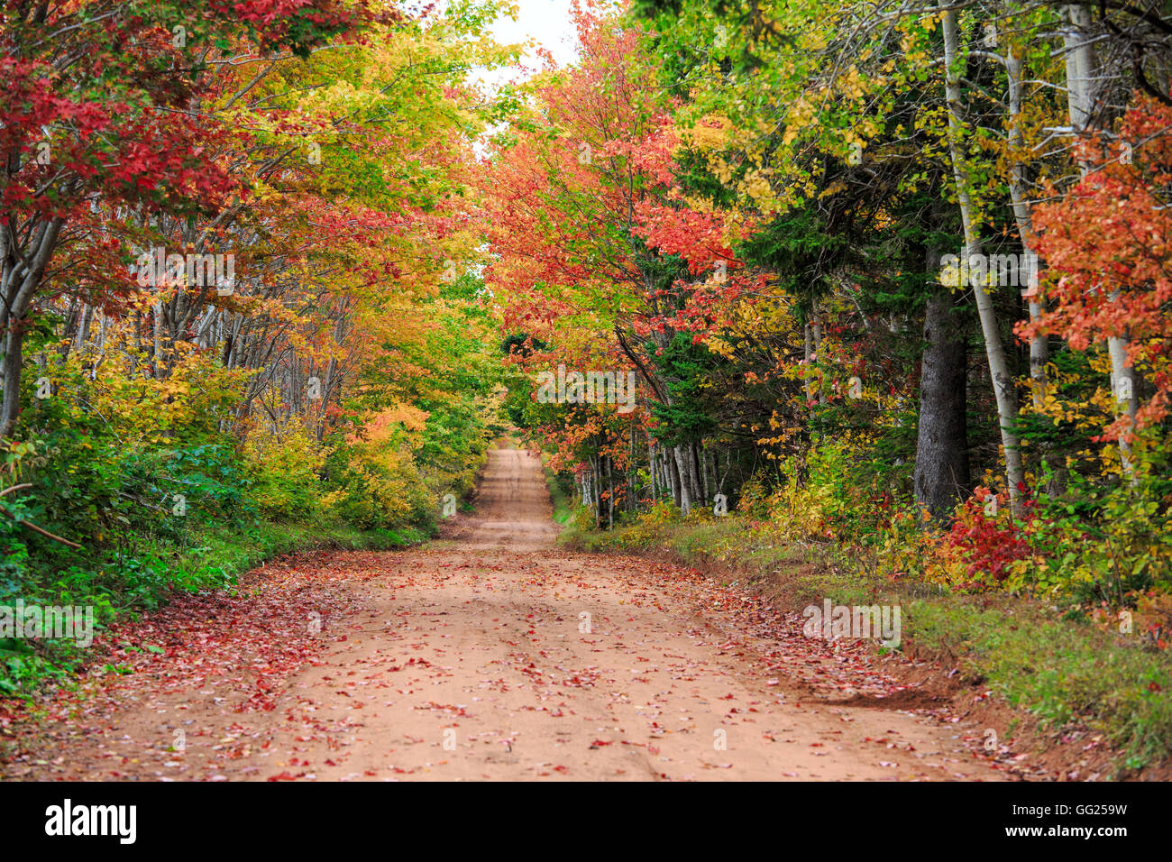 Clay dirt road in the brilliant autumn landscape of rural Prince Edward ...