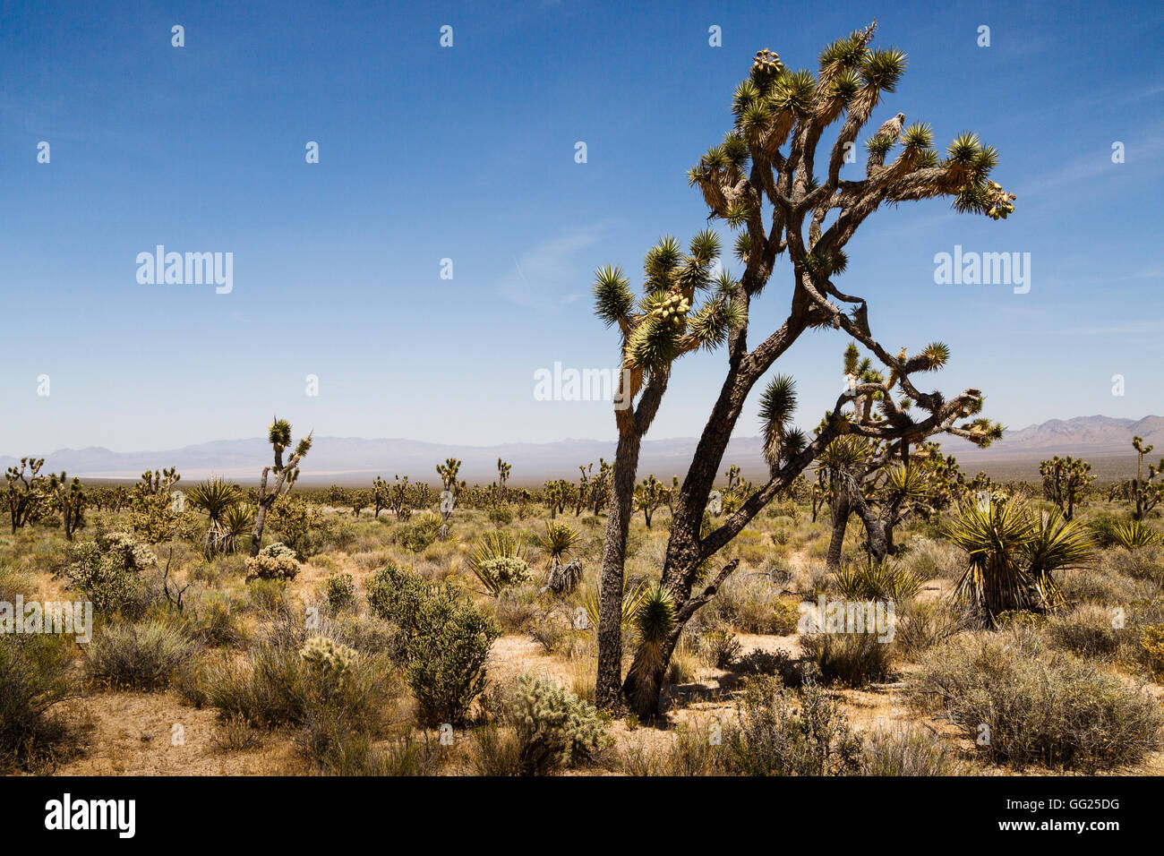 Desert mojave preserve daytime hi-res stock photography and images - Alamy