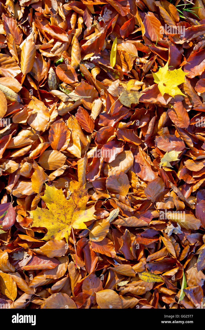 Background with brown autumn leaves in autumn Stock Photo - Alamy