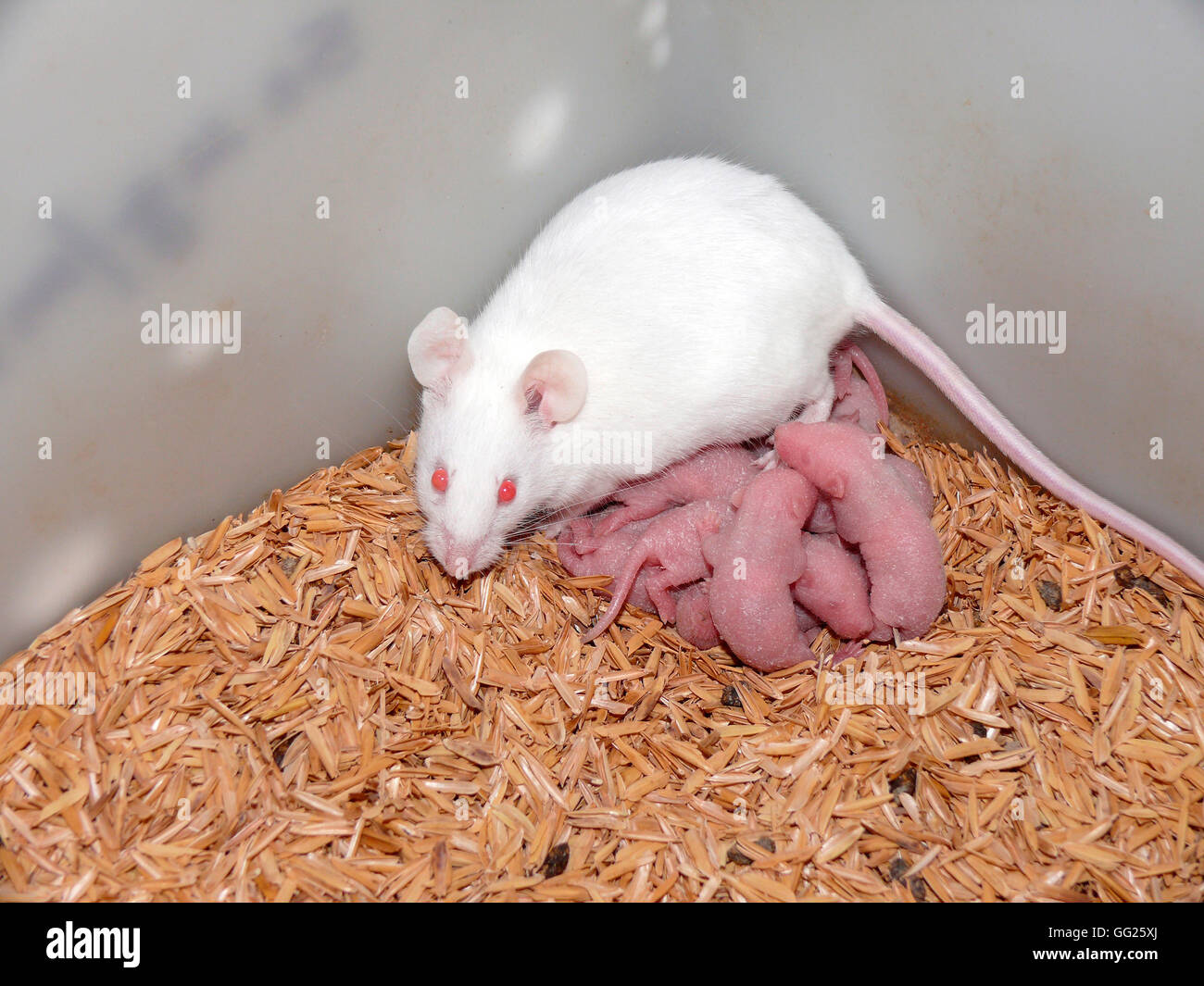 White laboratory mice Stock Photo - Alamy