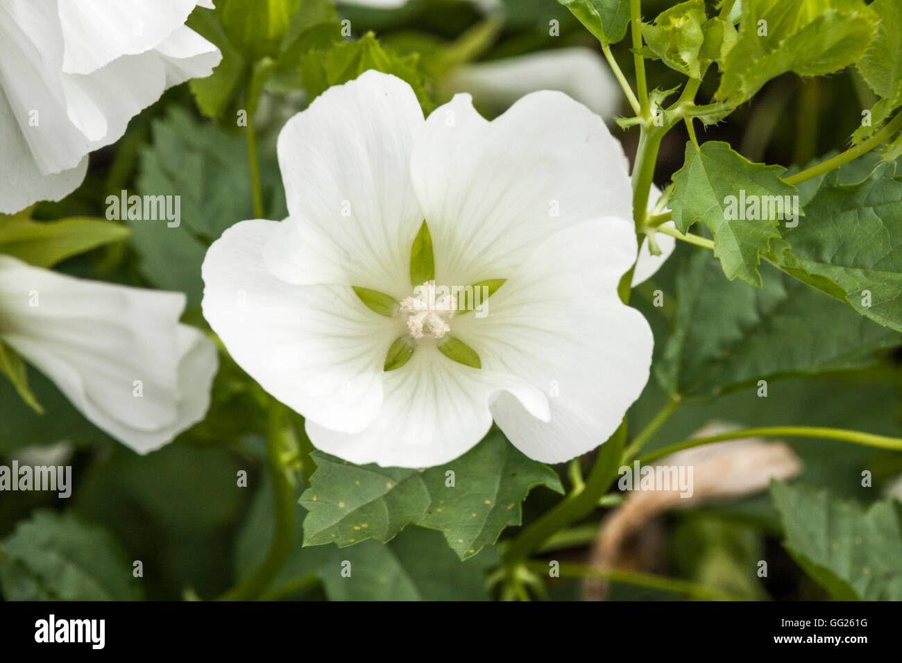 White lavatera hi-res stock photography and images - Alamy