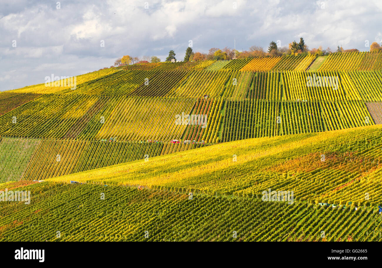 Wine leaves vinyard hi-res stock photography and images - Alamy
