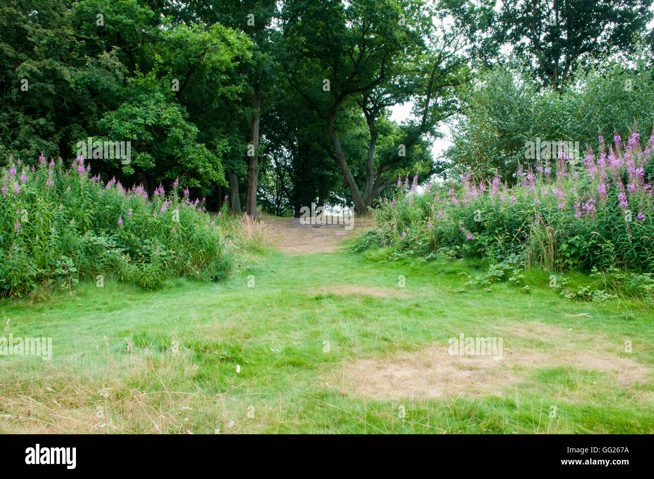 Woodland clearing with grass and flowers with copy space at ground ...