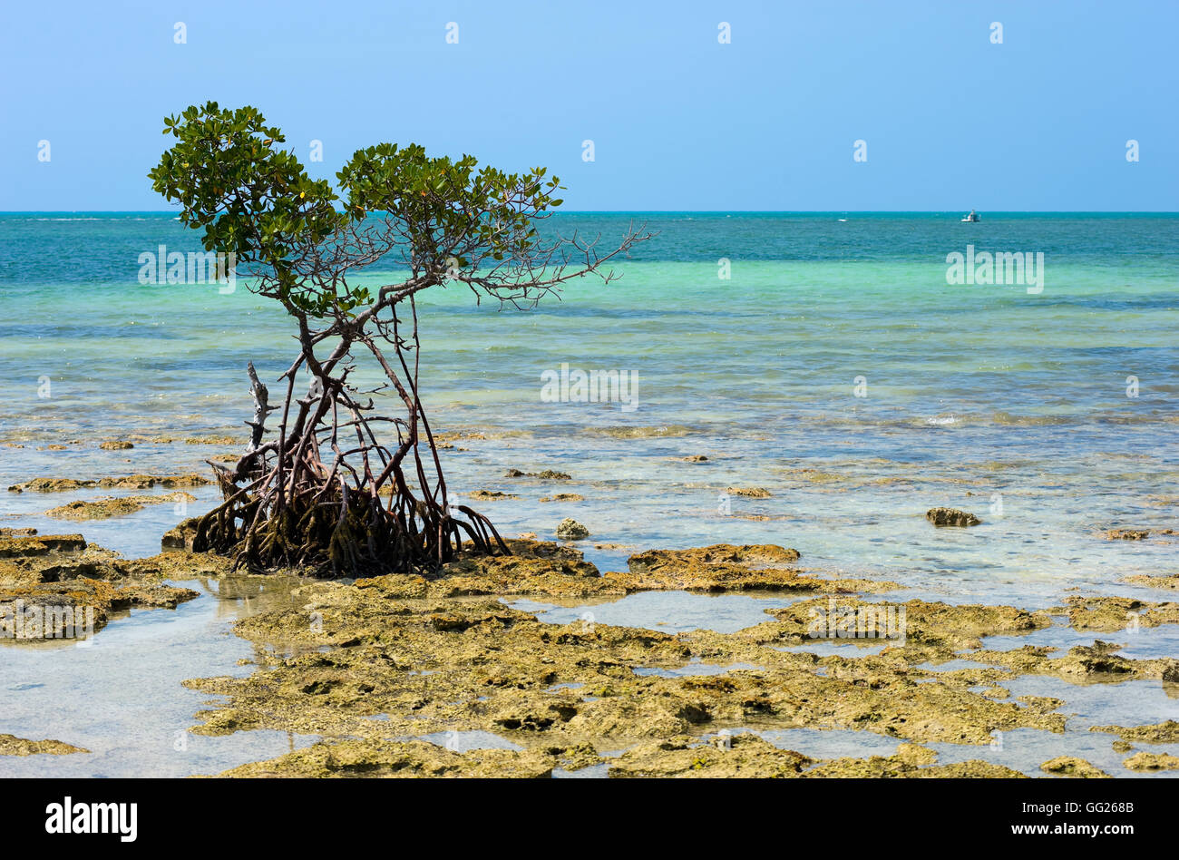 Mangrove growing on the beach on one of the Florida Keys Stock Photo ...