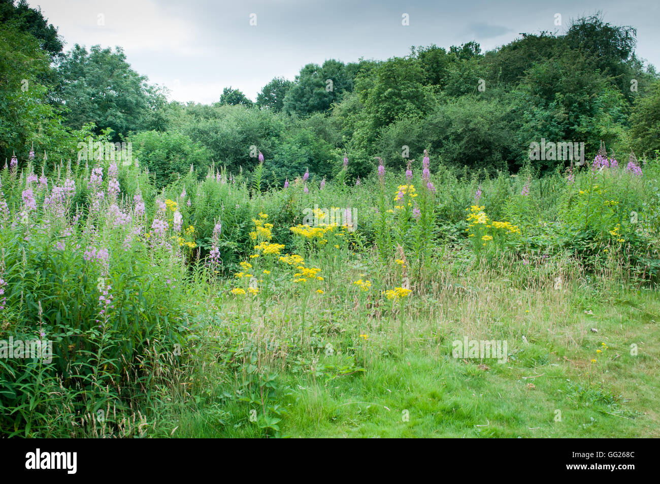 summer meadow with wild flowers and grass in a forest clearing Stock ...