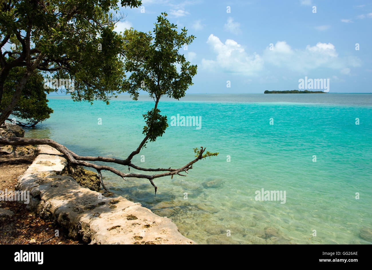 Mangrove growing on the seaside of one of the Florida Keys Stock Photo ...