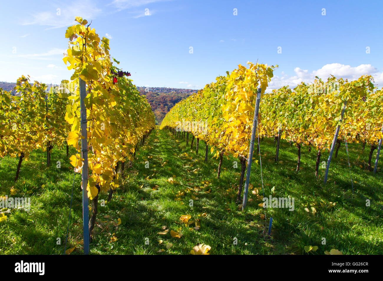 Fall colorful landscape vineyard hi-res stock photography and images ...