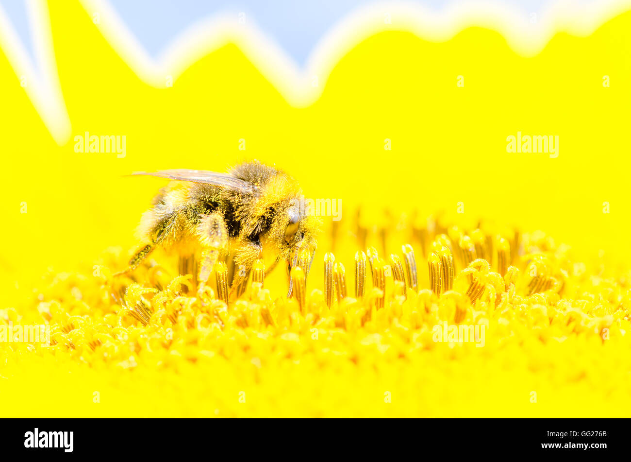 Bees in the garden , in Voorschoten Holland Stock Photo - Alamy