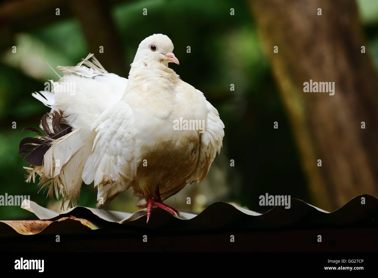 Fan tail pigeon hi-res stock photography and images - Alamy