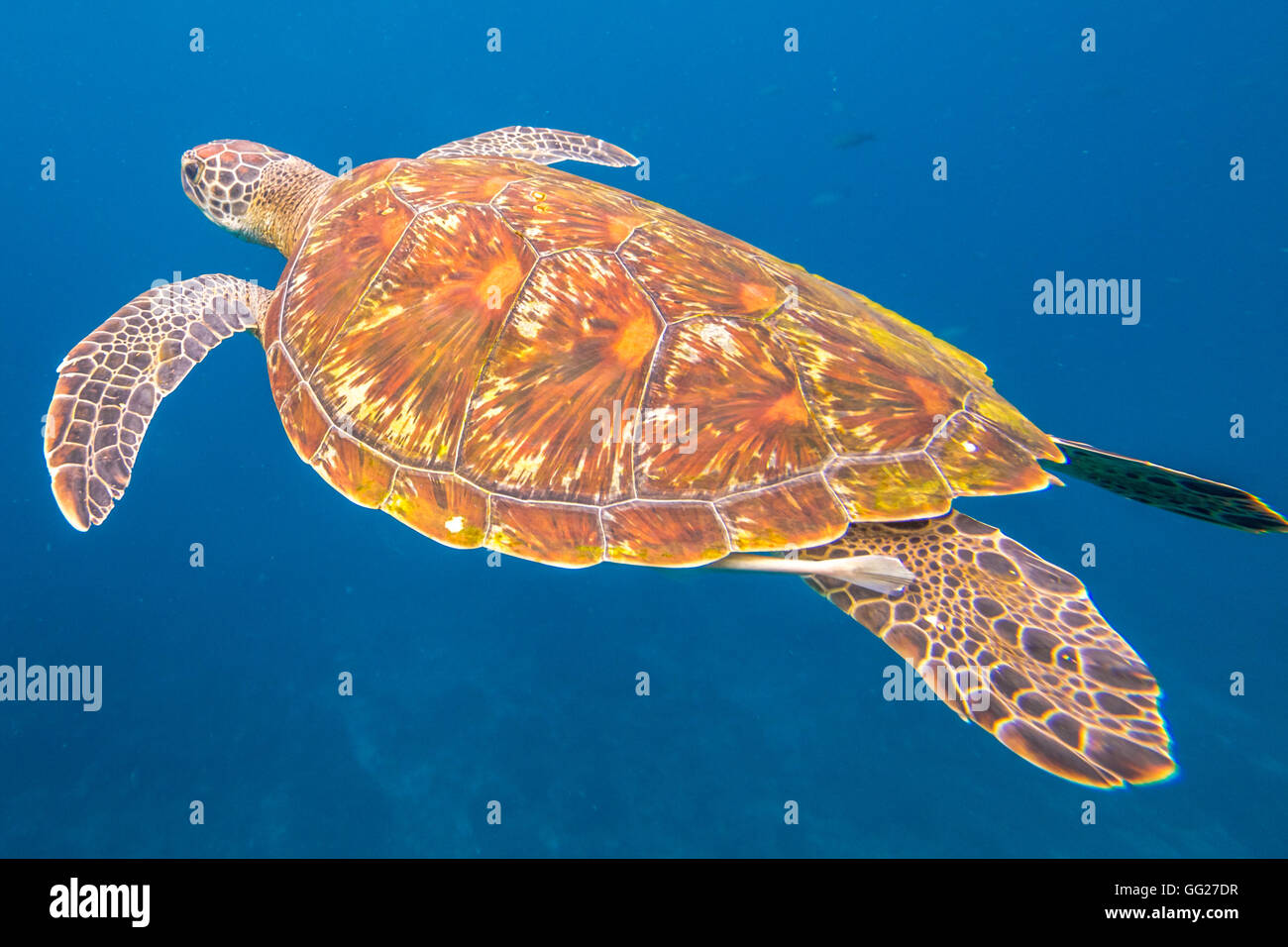 Green turtle swimming Stock Photo - Alamy