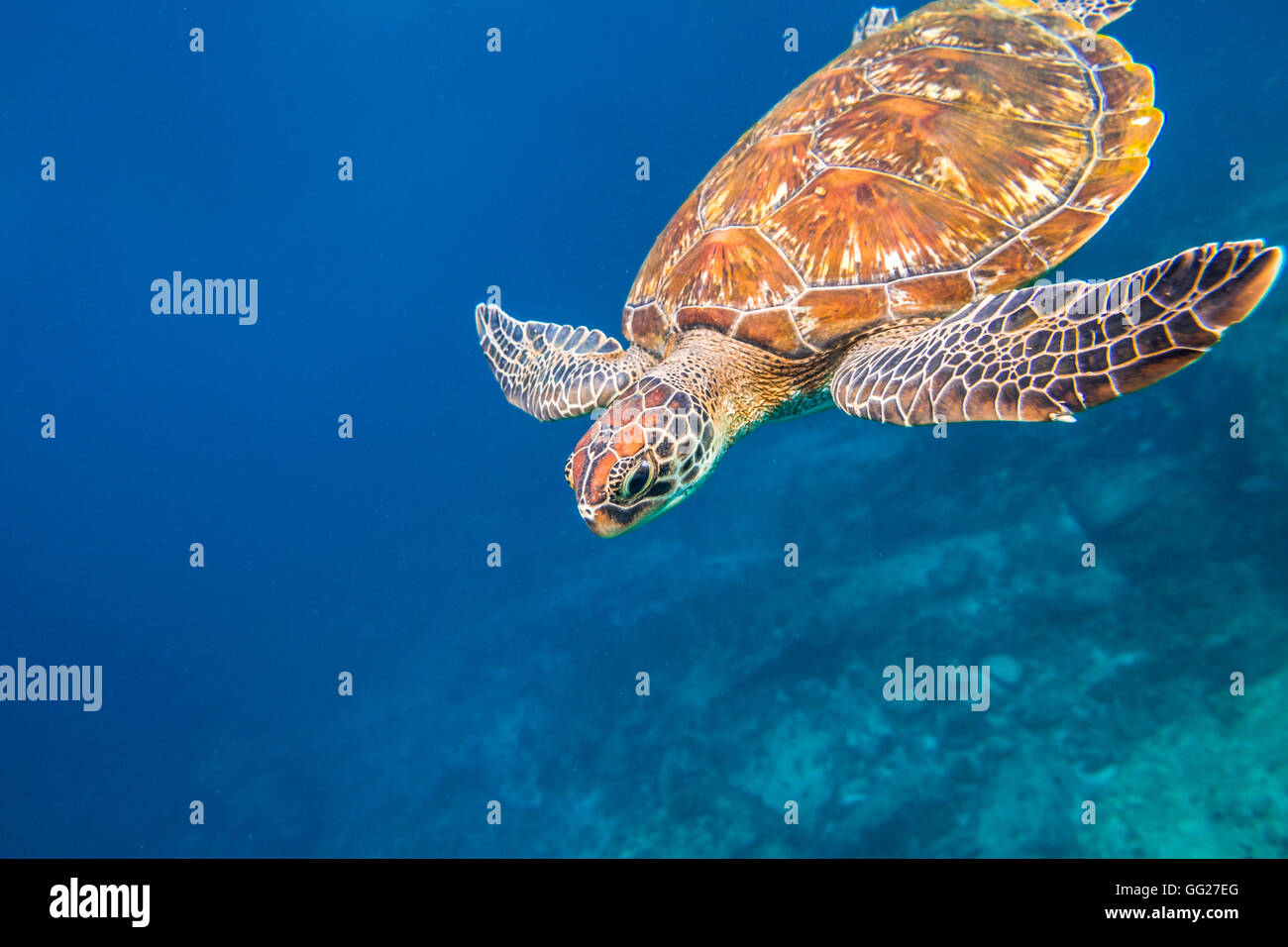 Marine turtle Similan Islands Stock Photo - Alamy