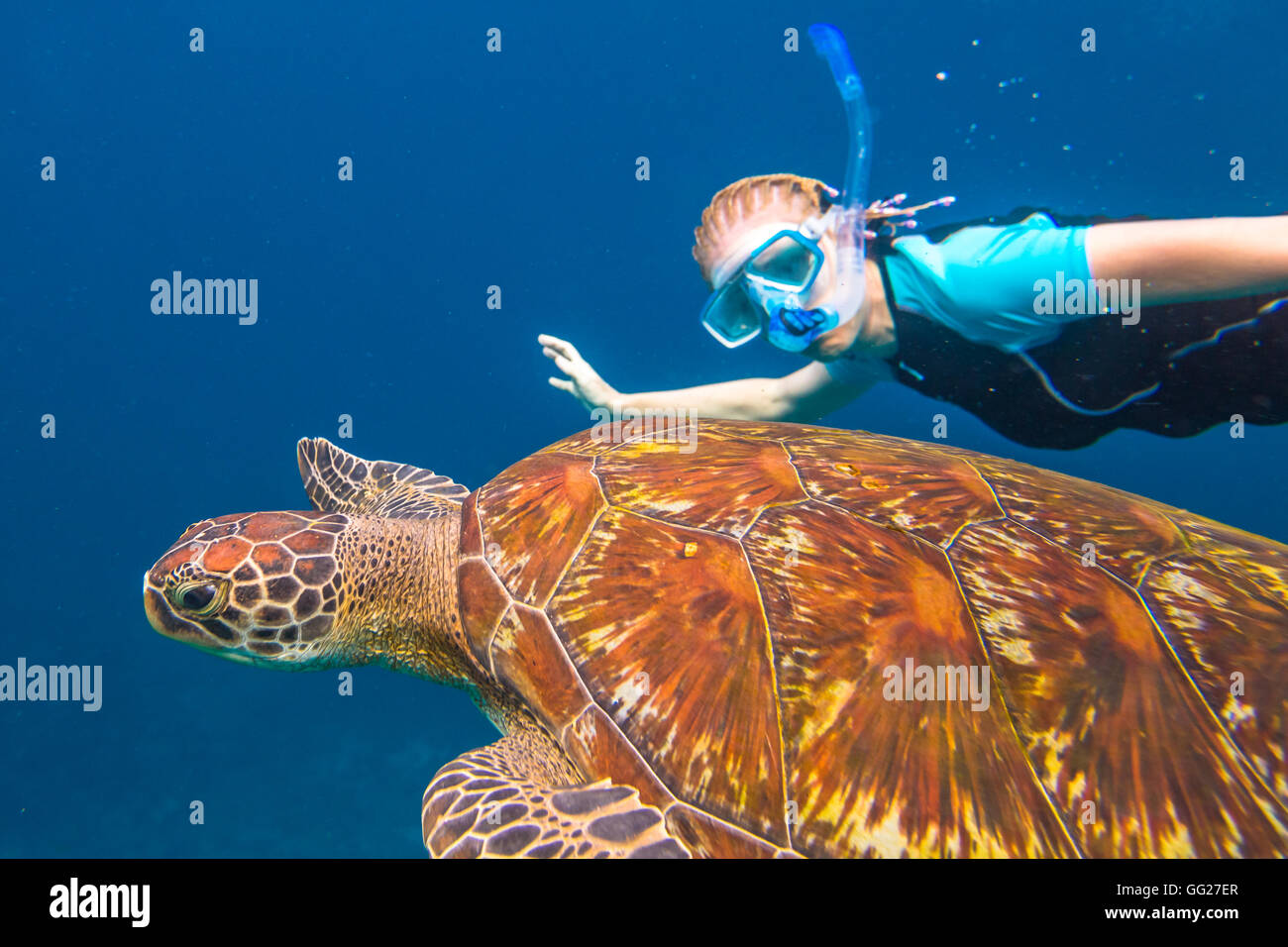 Sea turtle snorkeling Stock Photo - Alamy