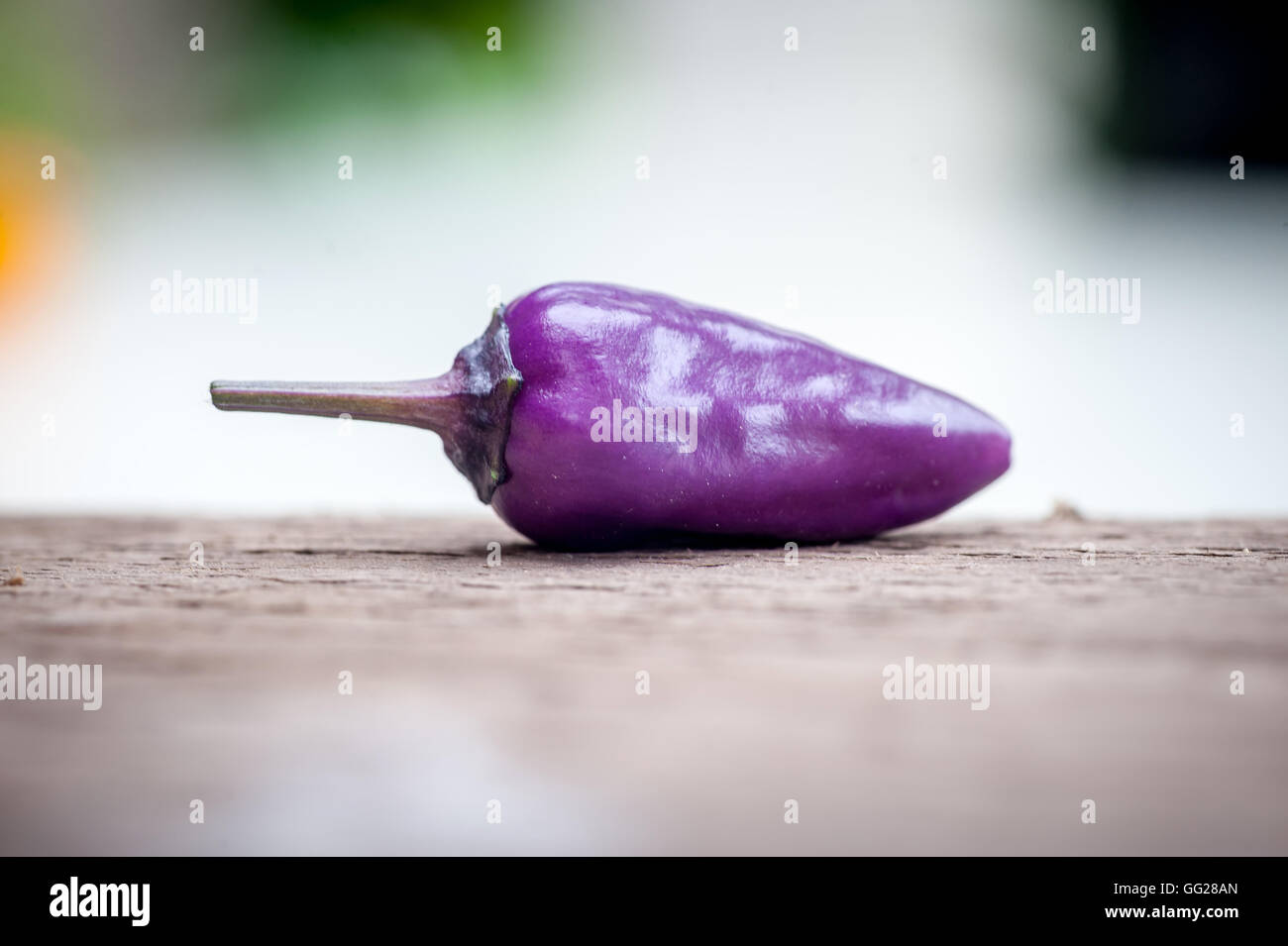 Unusual types of chili / chilli being grown in England Stock Photo - Alamy