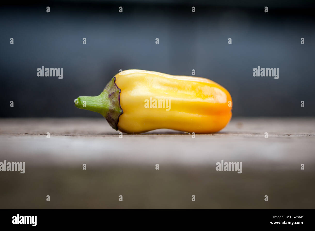 Unusual types of chili / chilli being grown in England Stock Photo - Alamy