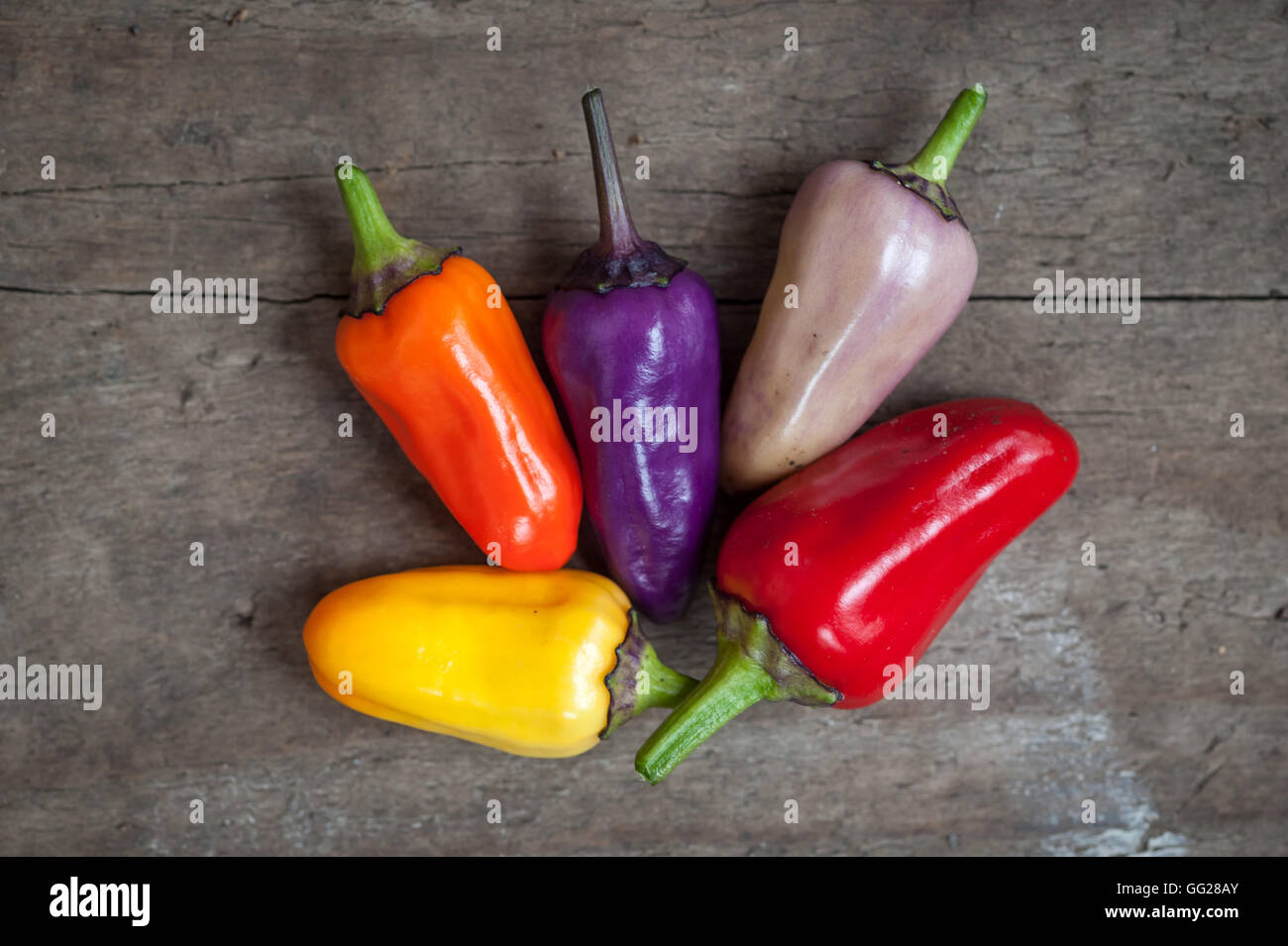 Unusual types of chili / chilli being grown in England Stock Photo - Alamy