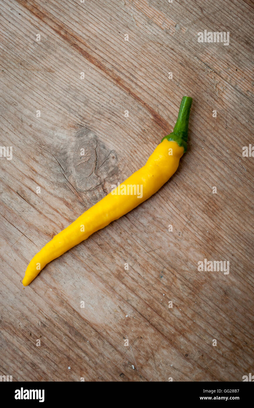 Unusual types of chili / chilli being grown in England Stock Photo - Alamy