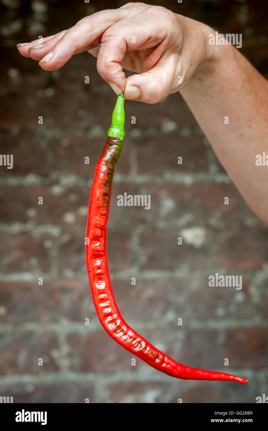 Unusual types of chili / chilli being grown in England Stock Photo - Alamy