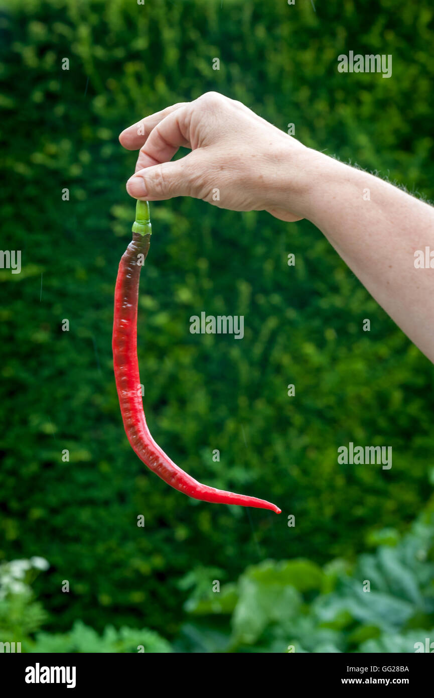 Unusual types of chili / chilli being grown in England Stock Photo - Alamy