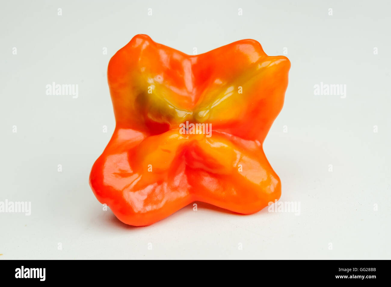 Unusual types of chili / chilli being grown in England Stock Photo - Alamy