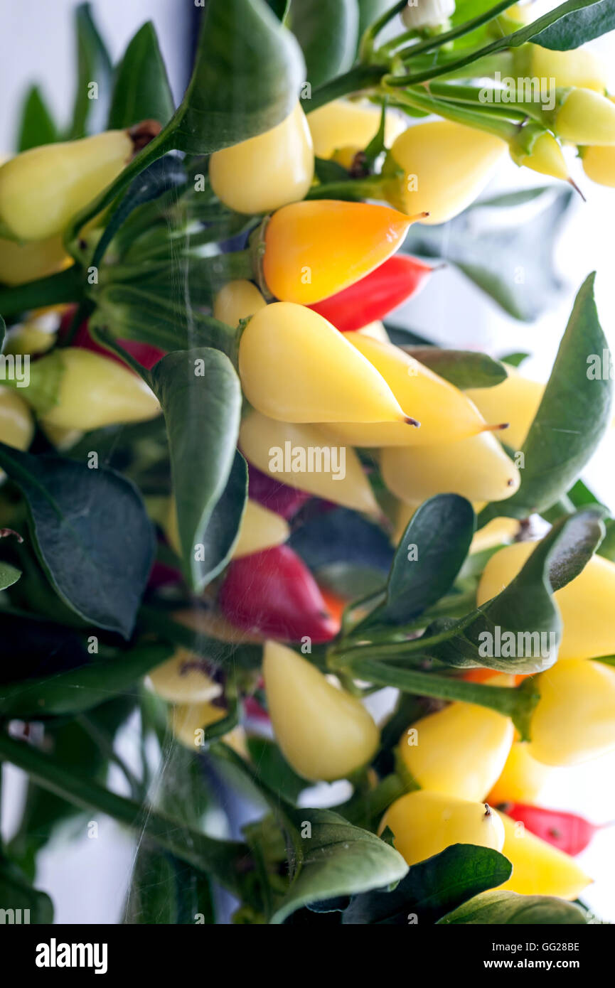 Unusual types of chili / chilli being grown in England Stock Photo - Alamy