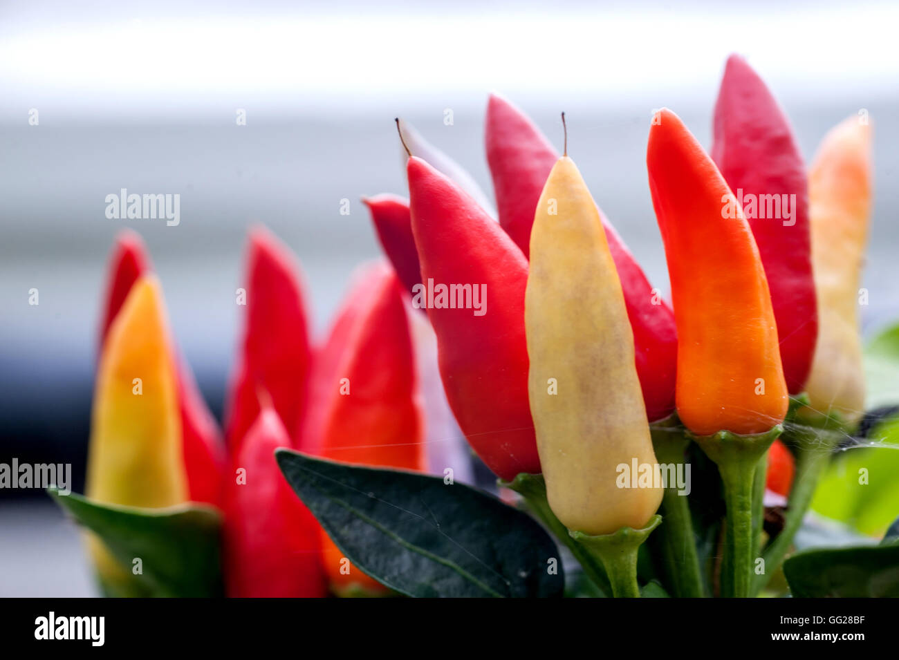 Unusual types of chili / chilli being grown in England Stock Photo - Alamy