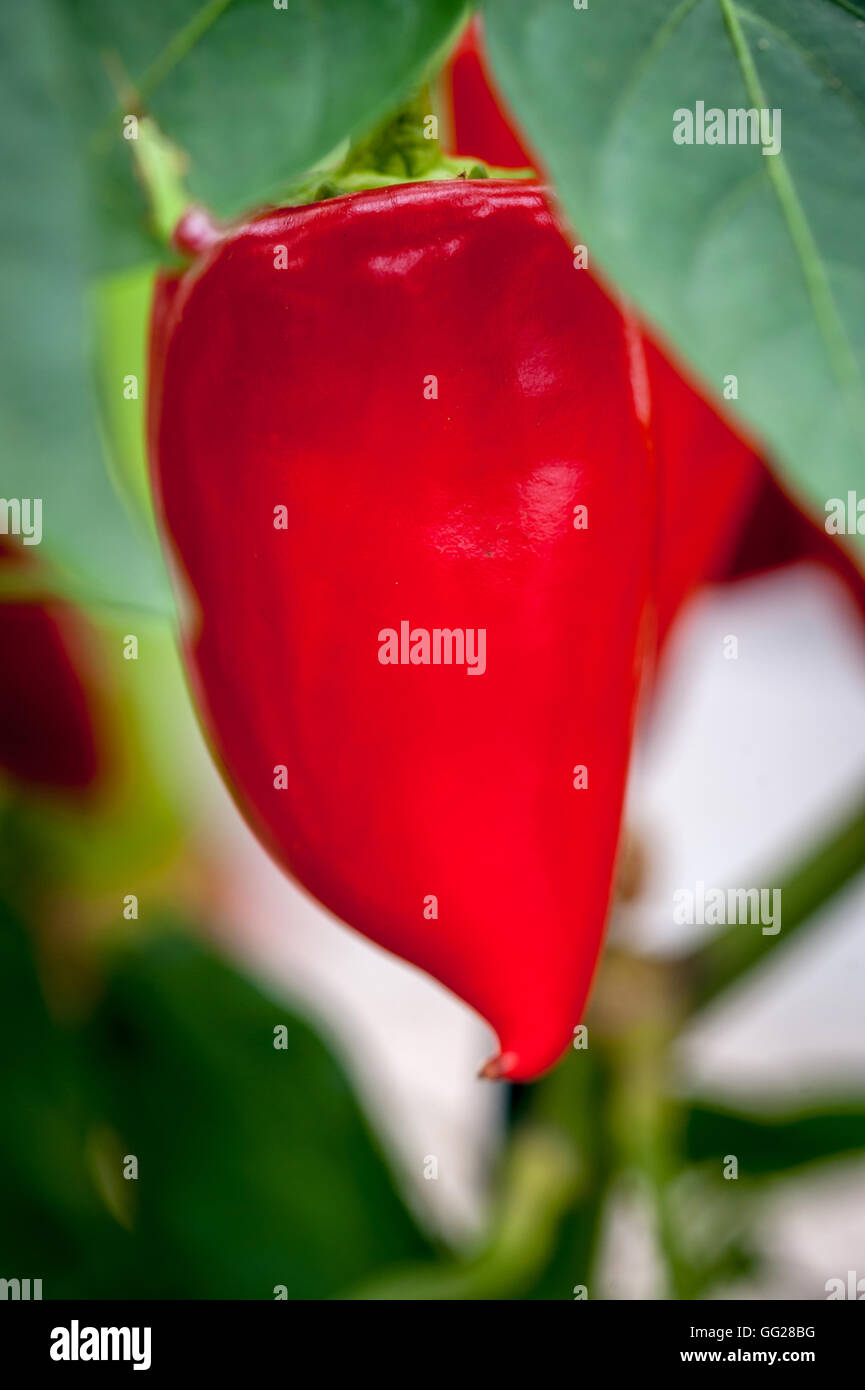 Taste types hi-res stock photography and images - Alamy