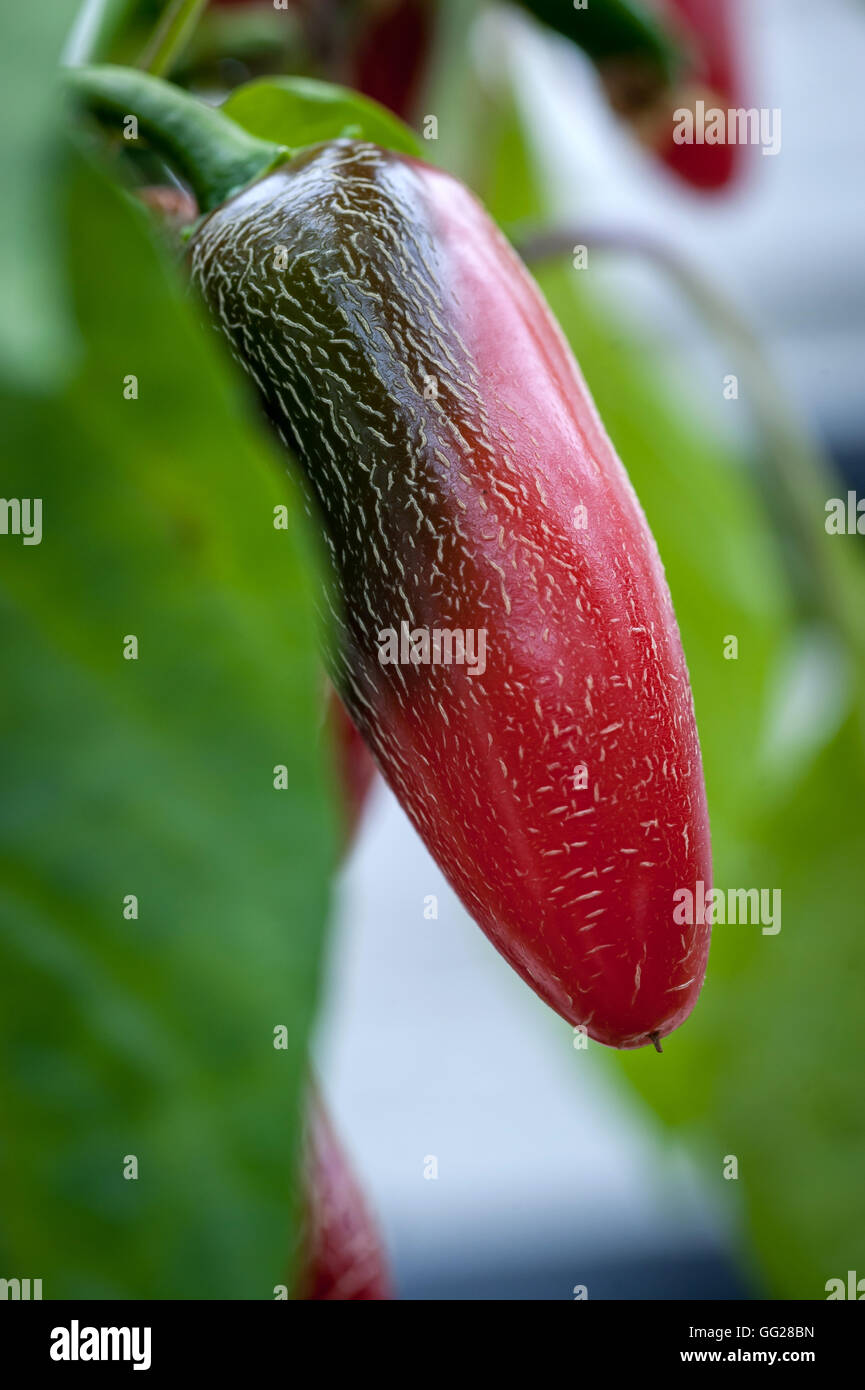 Unusual types of chili / chilli being grown in England Stock Photo - Alamy