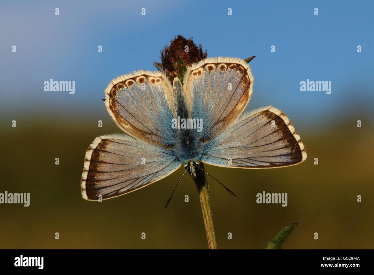 Male Chalk Hill Blue Butterfly Stock Photo - Alamy