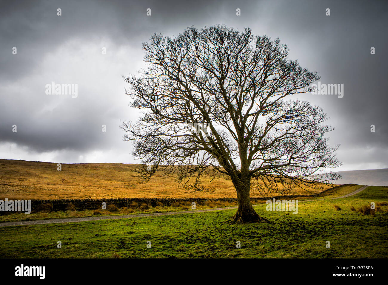 A single tree on a stormy day Stock Photo - Alamy