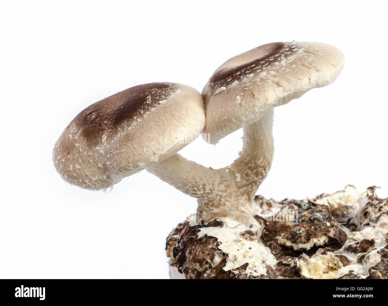 Raw Shiitake Mushrooms isolated on white background Stock Photo - Alamy
