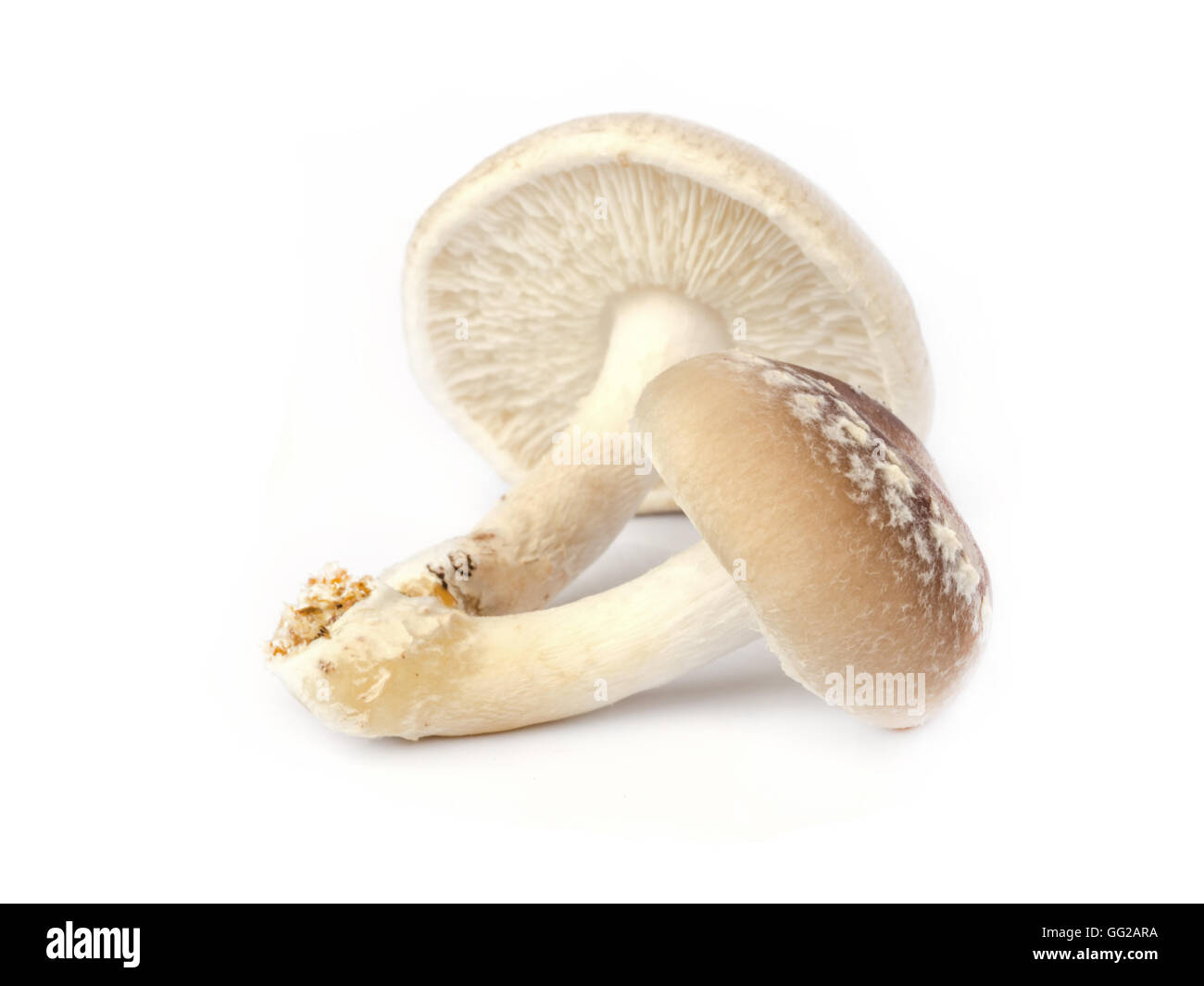 Raw Shiitake Mushrooms isolated on white background Stock Photo - Alamy