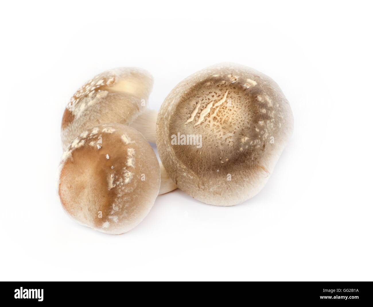 Raw Shiitake Mushrooms isolated on white background Stock Photo - Alamy