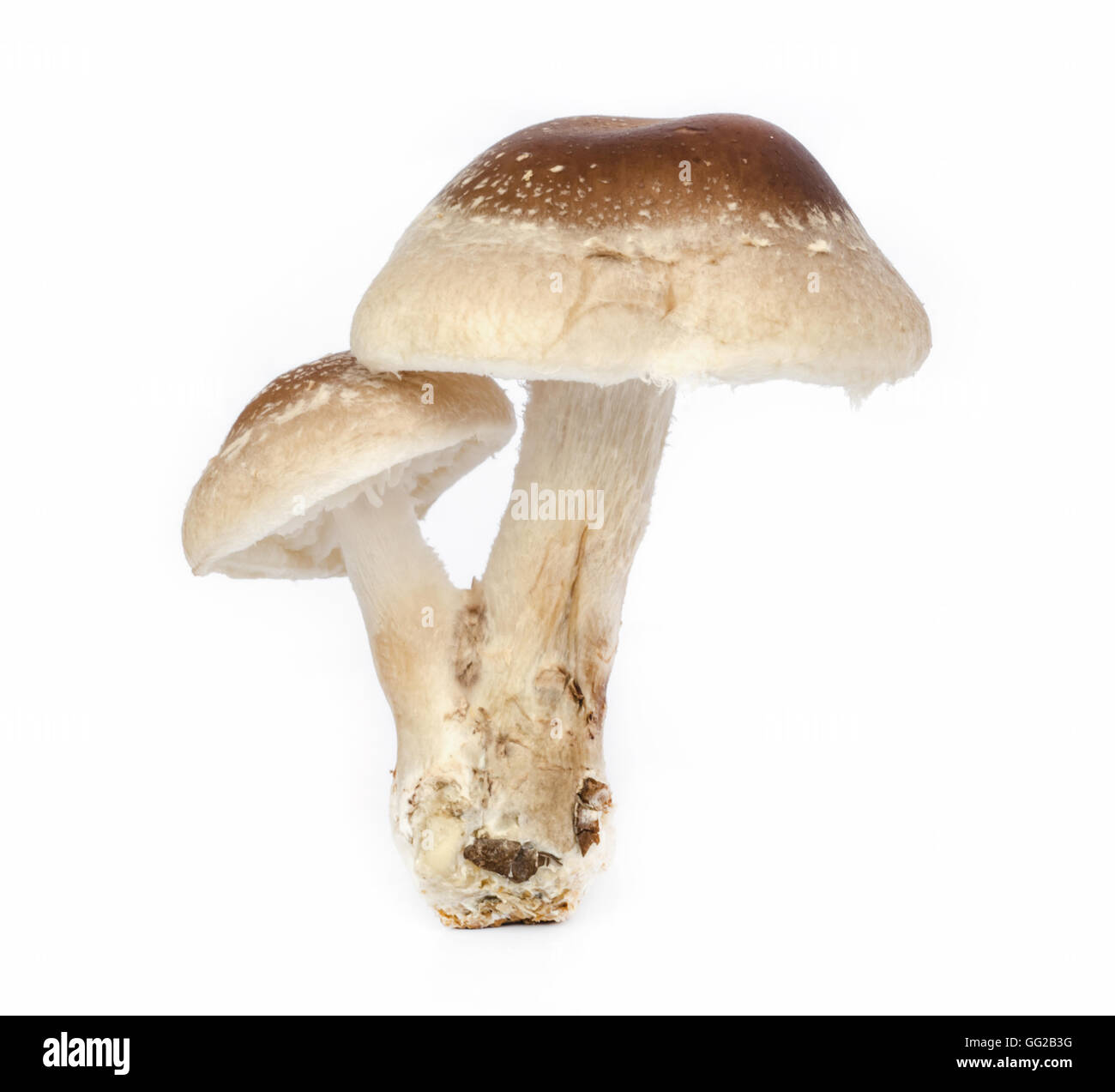Raw Shiitake Mushrooms isolated on white background Stock Photo - Alamy