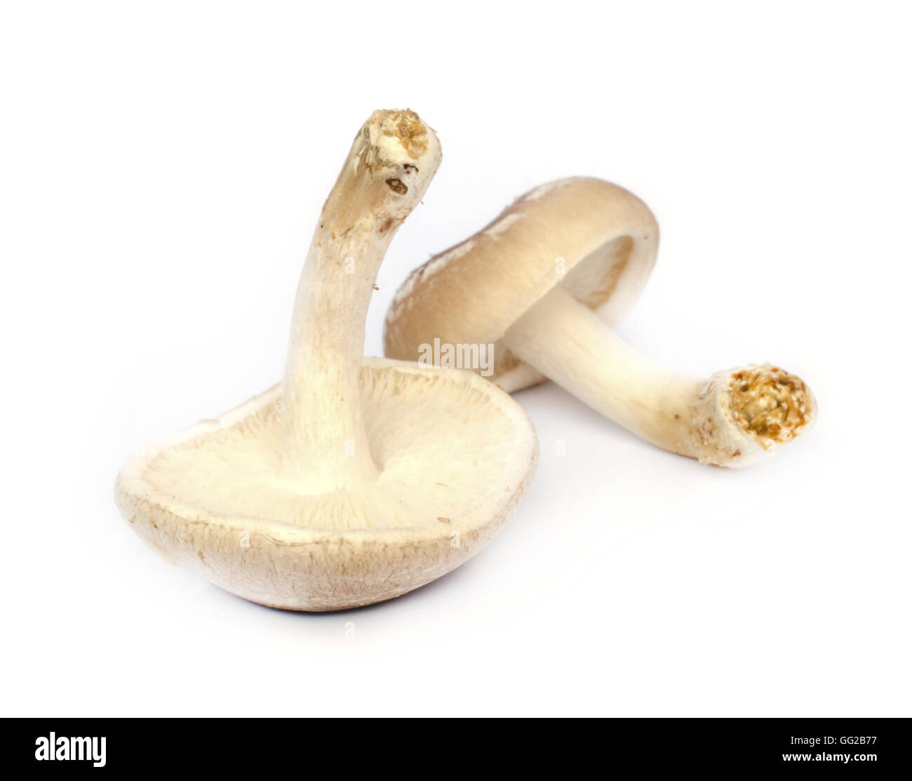Mushrooms growing Cut Out Stock Images & Pictures - Alamy