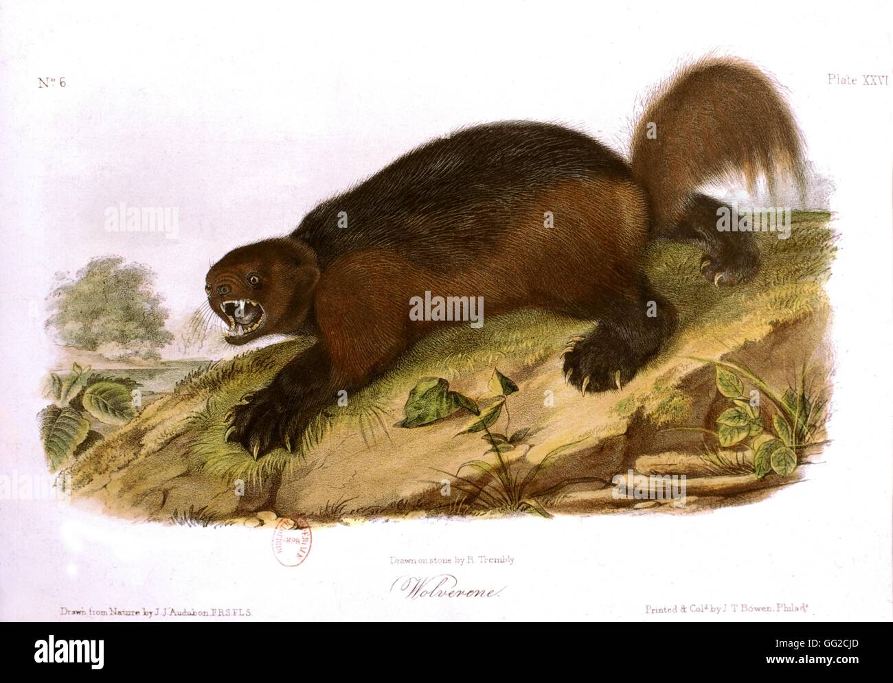 Quadrupeds hi-res stock photography and images - Alamy
