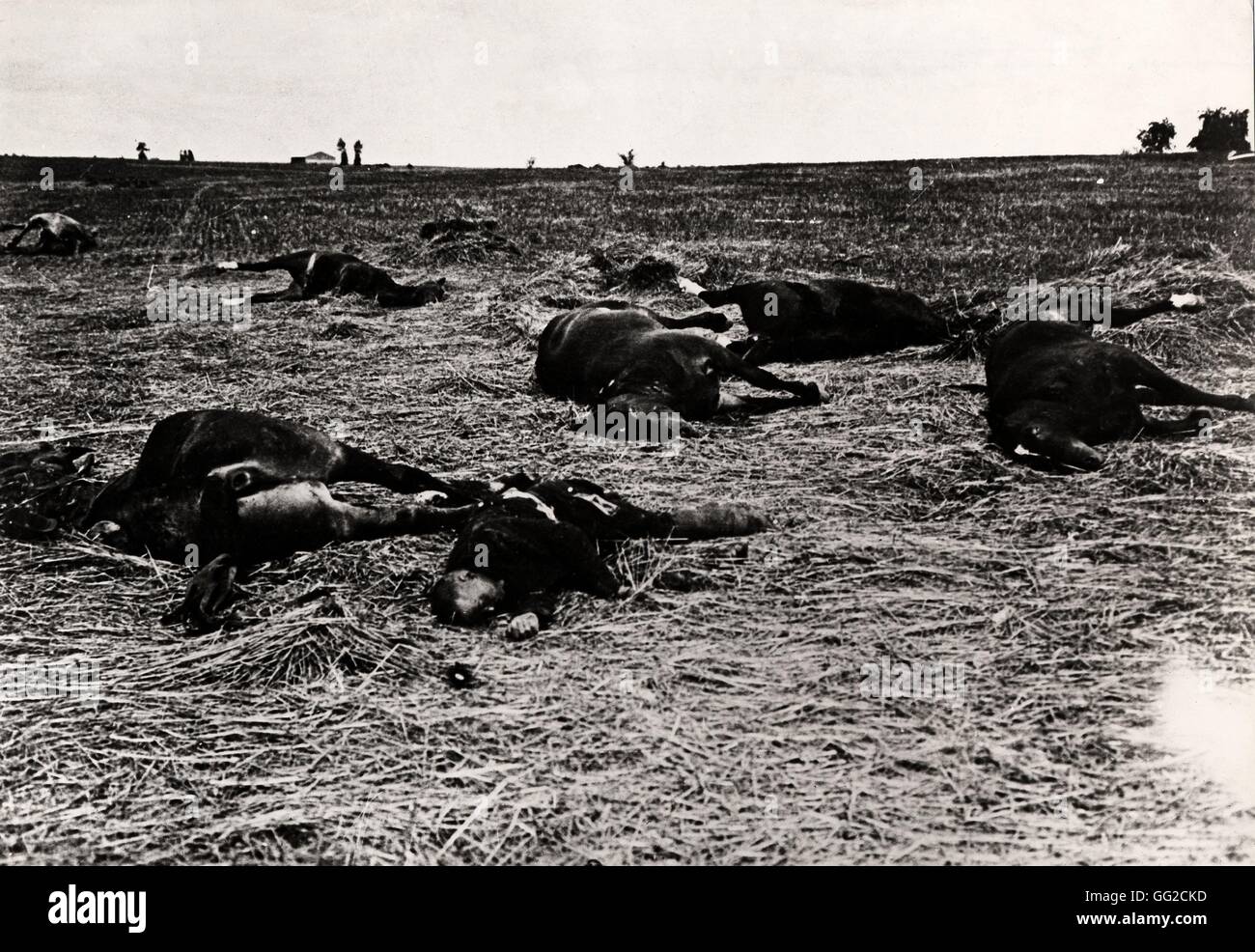Dead german soldiers in enepilly marne september 1914 france hi-res ...