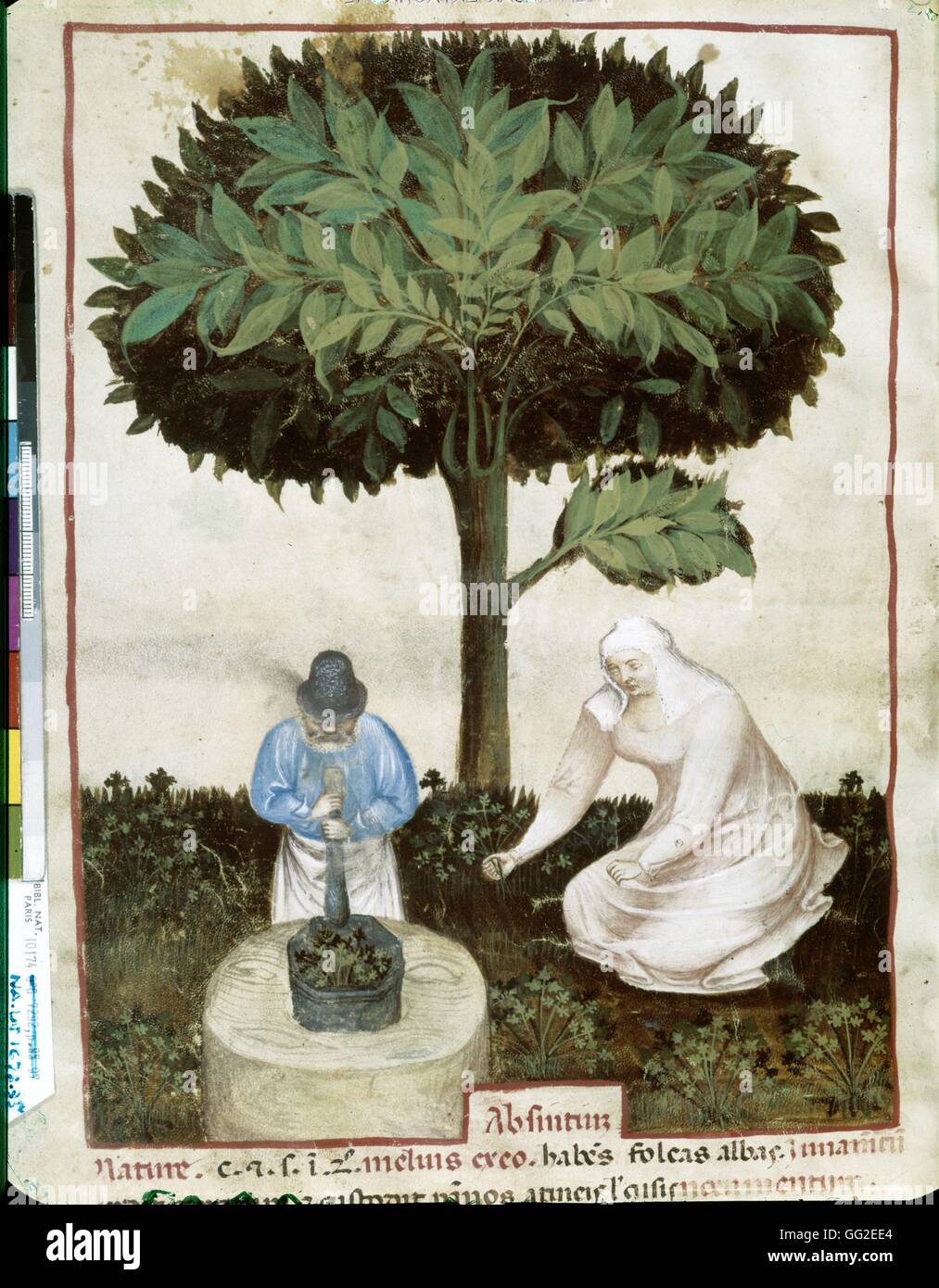 Platearius hi-res stock photography and images - Alamy