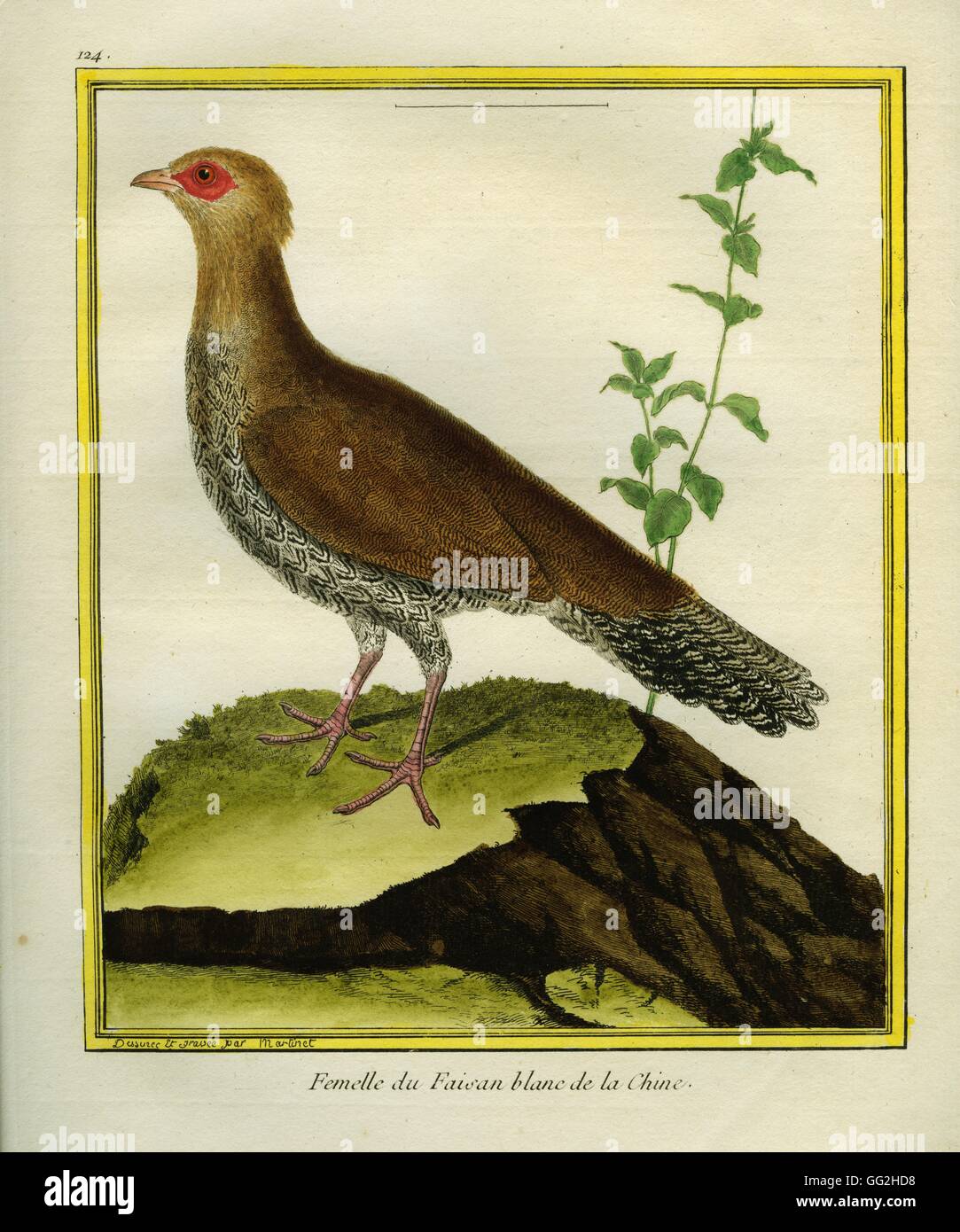 Georges-Louis Leclerc, Comte of Buffon "Natural History of birds, fish ...