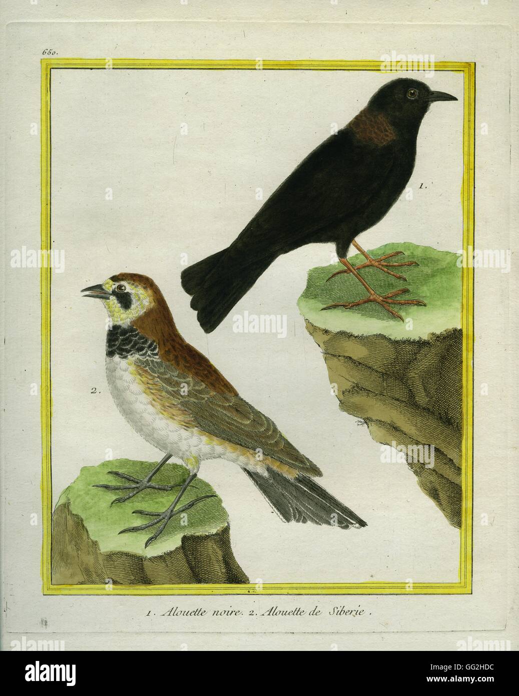 Buffon george louis leclerc hi-res stock photography and images - Alamy