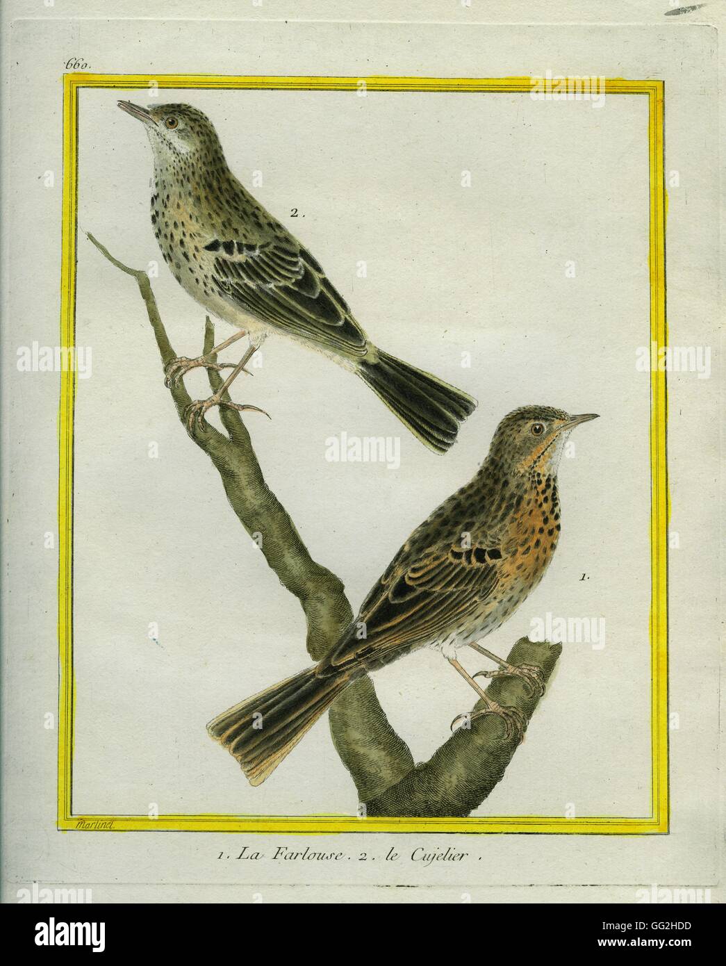 Birds of buffon hi-res stock photography and images - Alamy