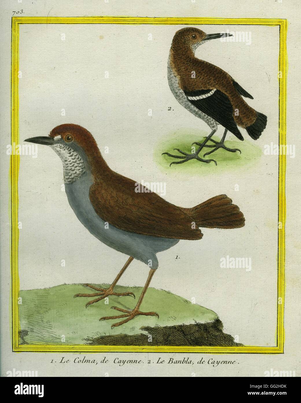 George-Louis Leclerc, Comte of Buffon "Natural History of birds, fish ...