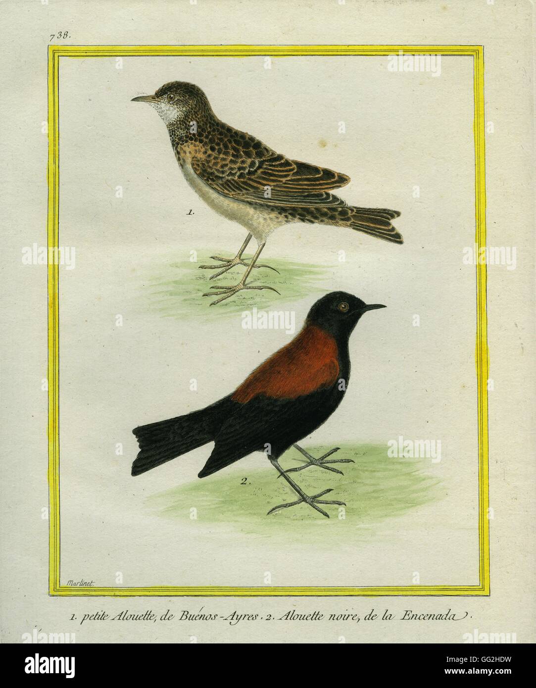 George-Louis Leclerc, Comte of Buffon "Natural History of birds, fish ...