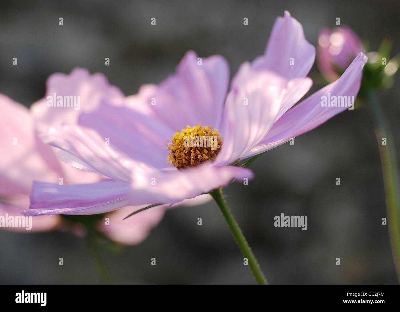 Cosmos bipinnatus, from Asteraceae family Stock Photo - Alamy
