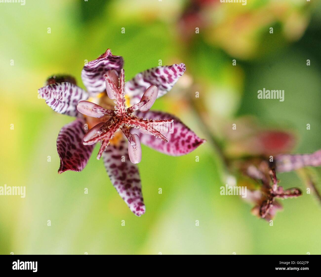 Toad lily flower hi-res stock photography and images - Alamy