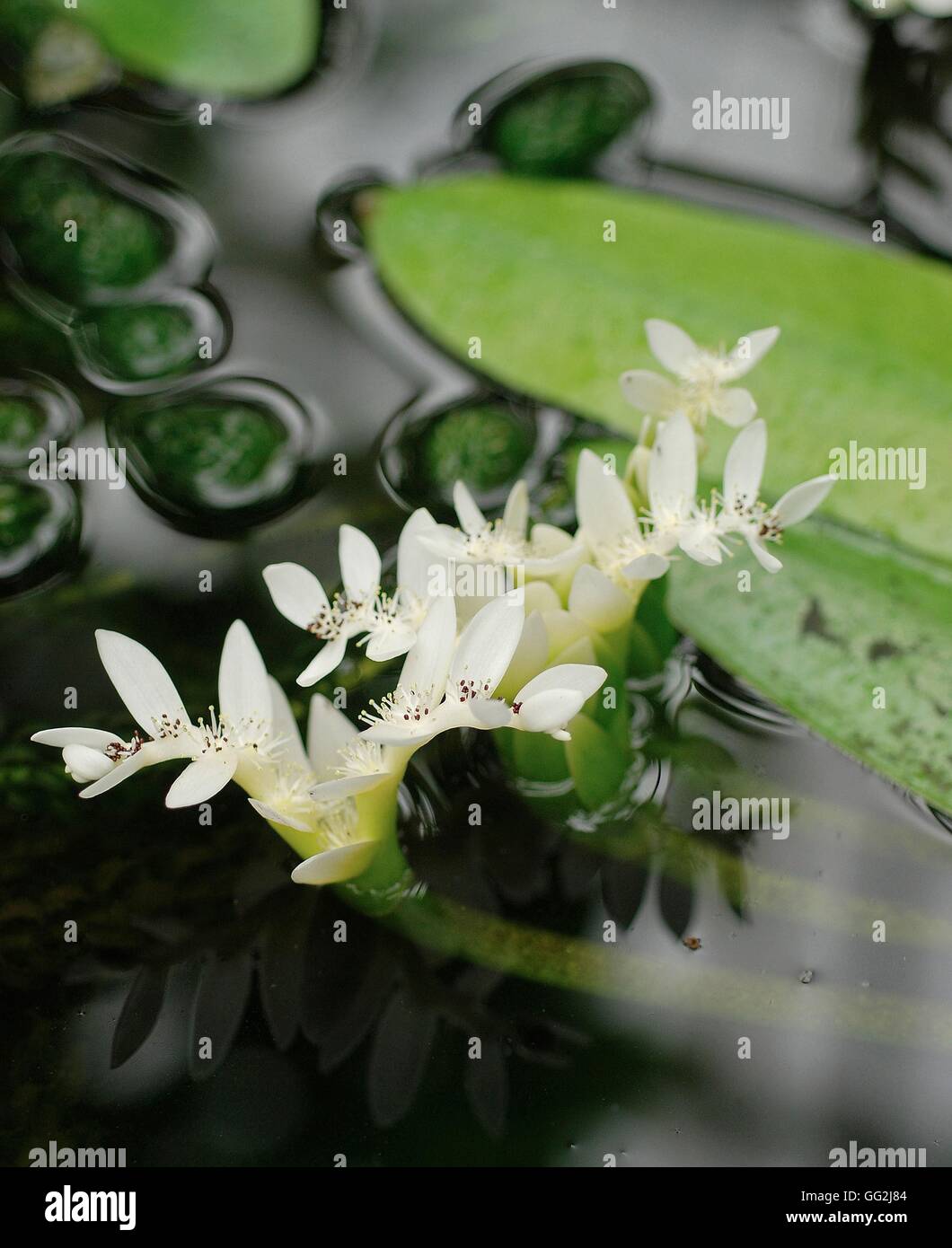 Aponogeton distachyos (water hawthorn Stock Photo - Alamy