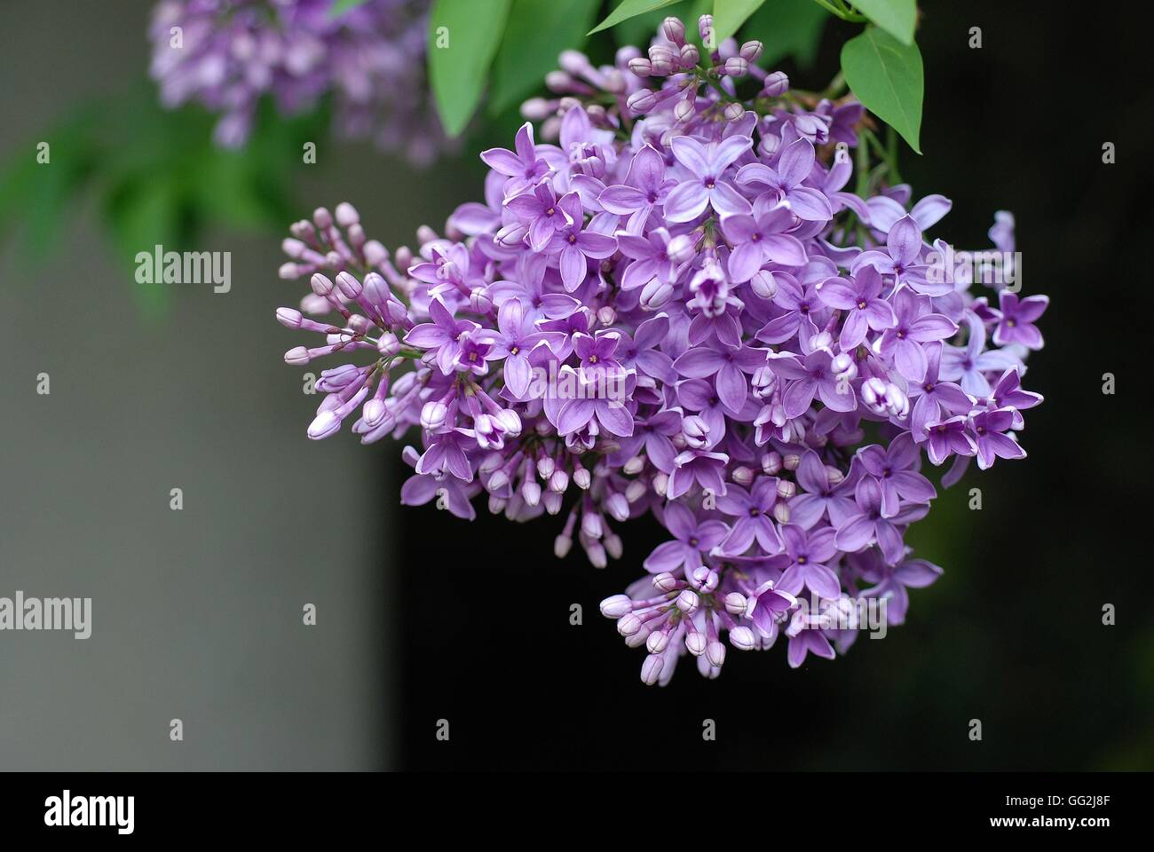 Syringa (Lilac), Oleaceae family Stock Photo - Alamy